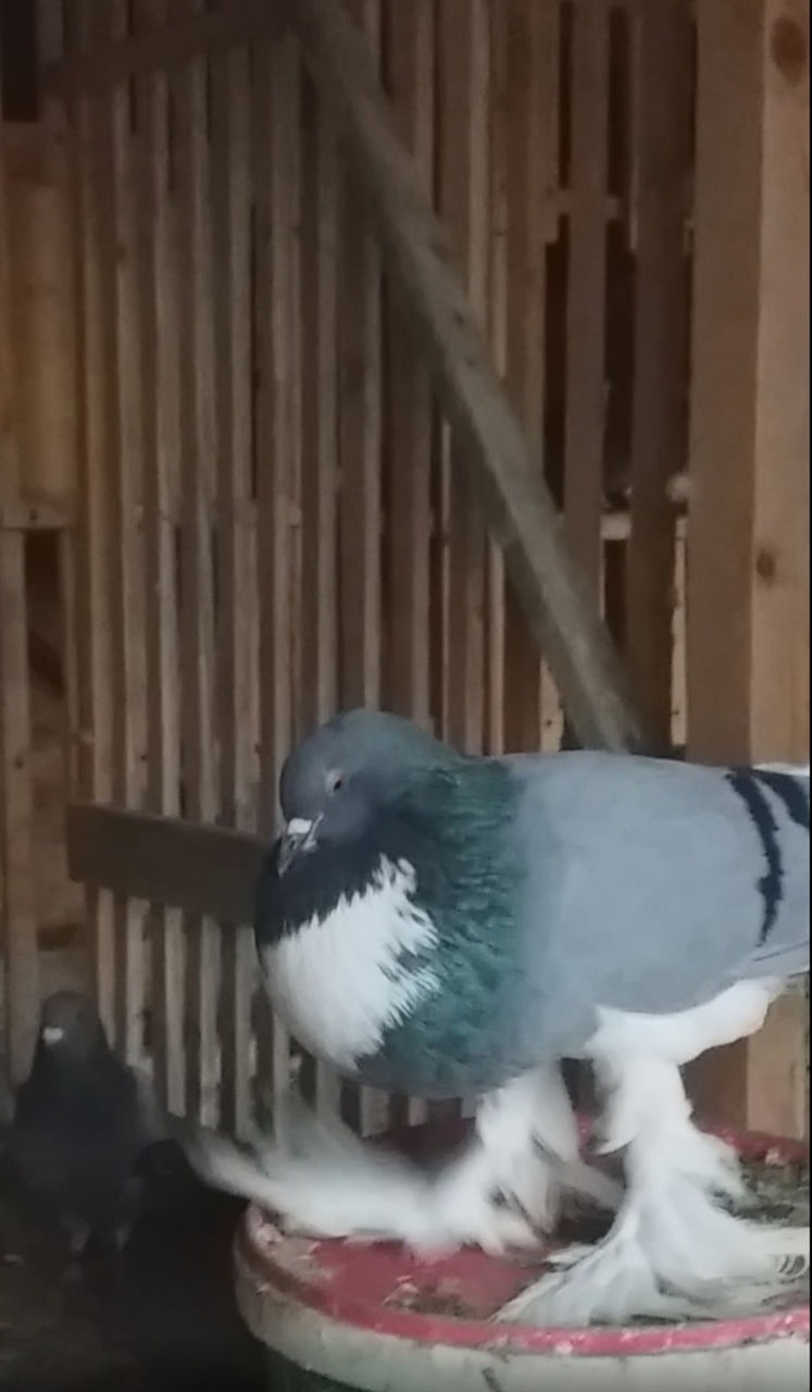 Porumbel promeran mascul