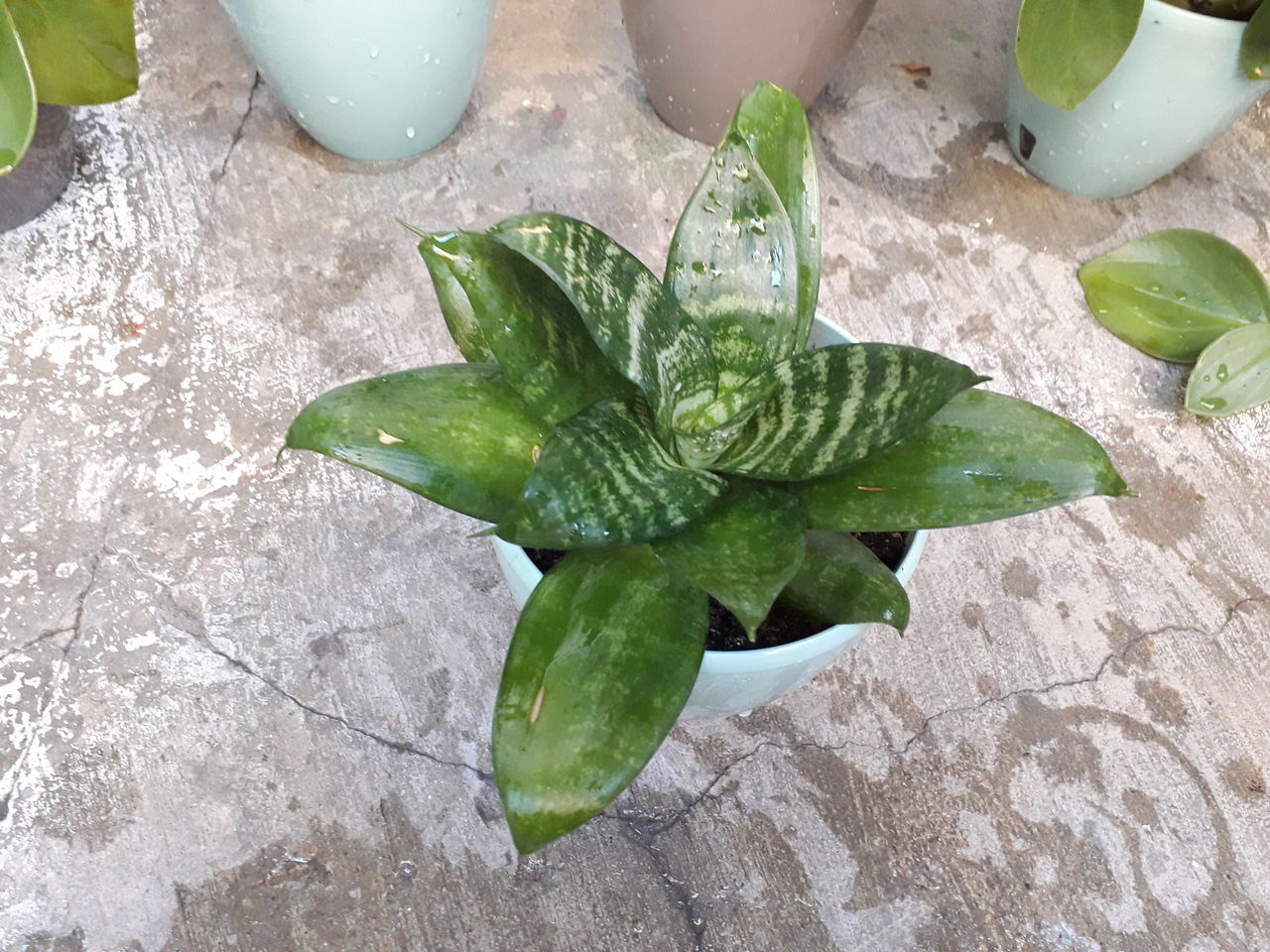 Flori de camera , oficii