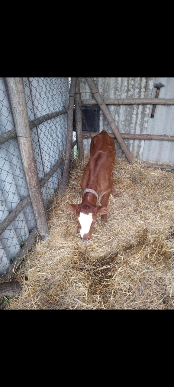 Vind vitita femela de o luna