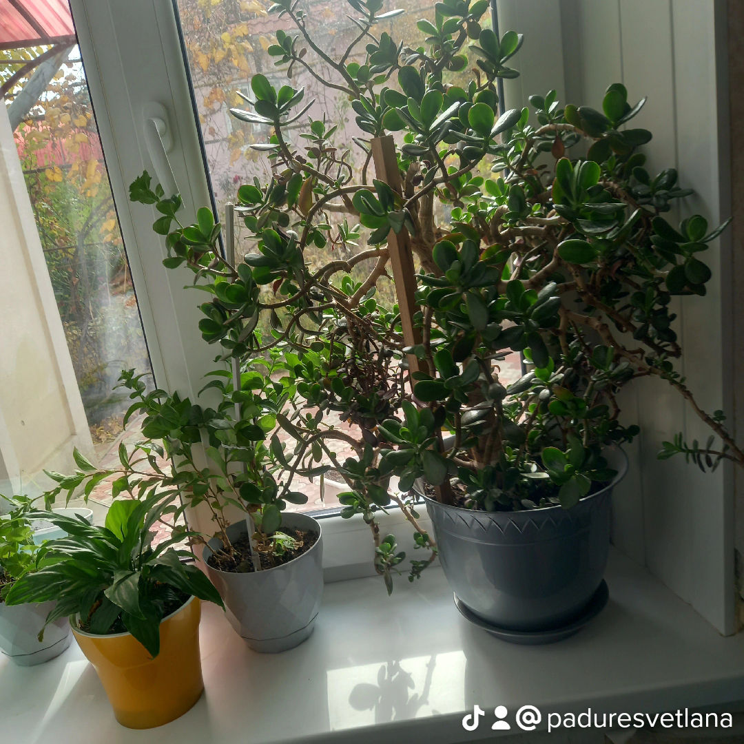 Vind flori de camera