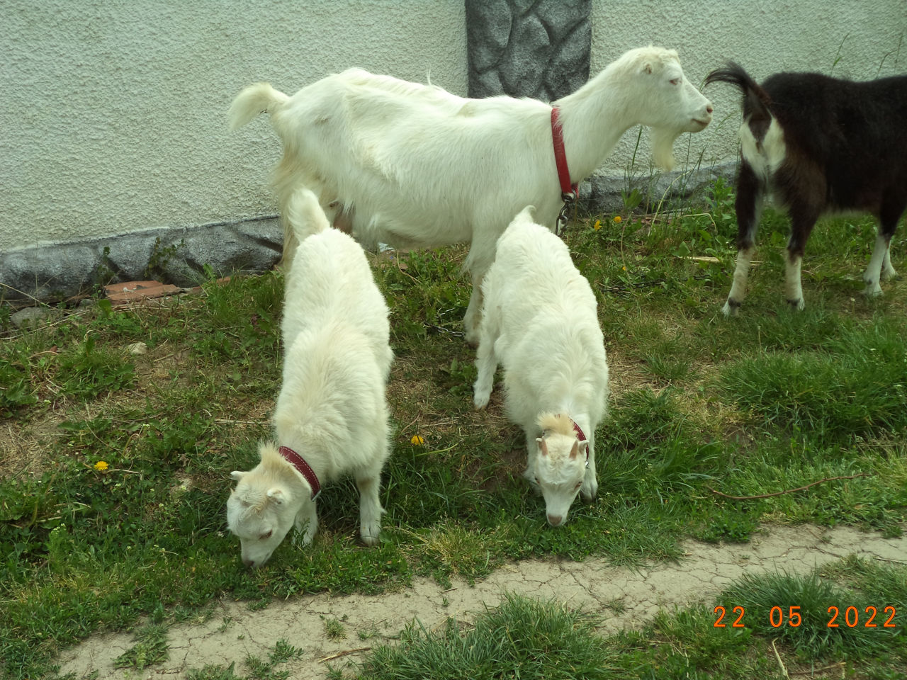 Vind capra cu edita rasa Lamancea