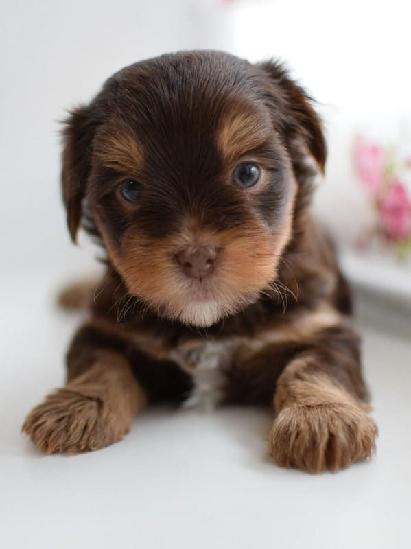 Шоколадный йорк кобель