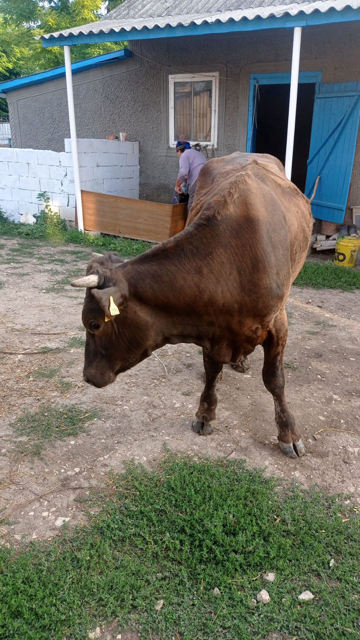 Se vinde junca a făta