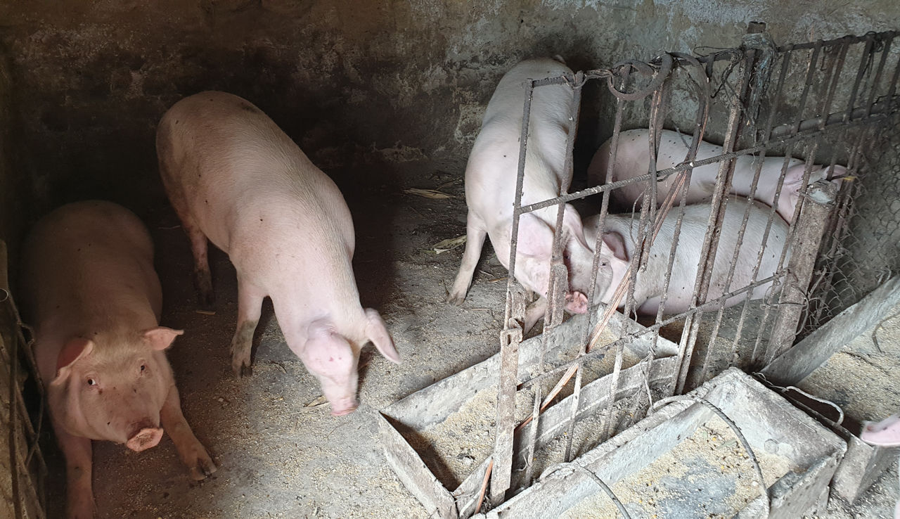 Se vind 2 porci de casa