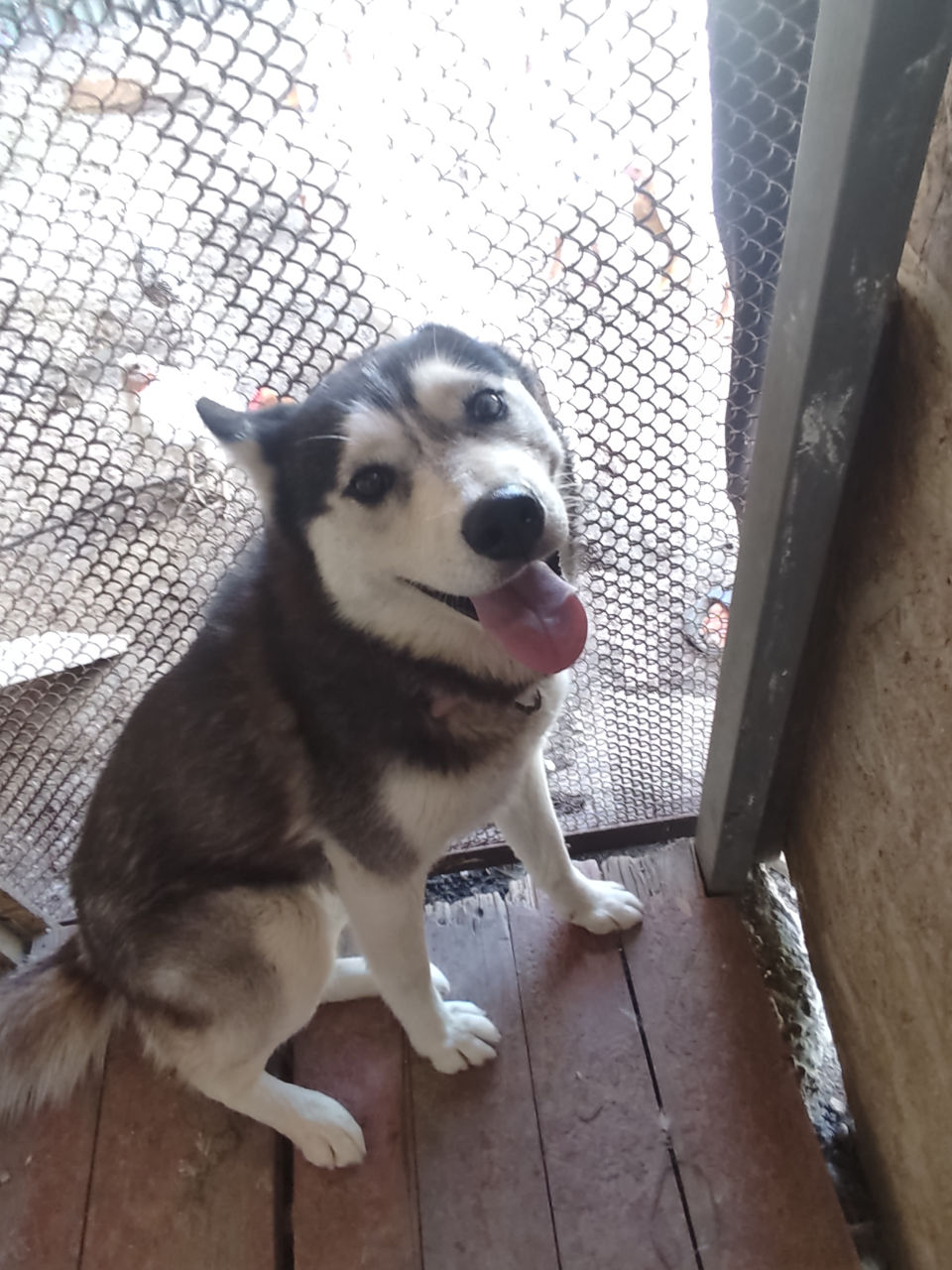 Vând cățeaua haschi