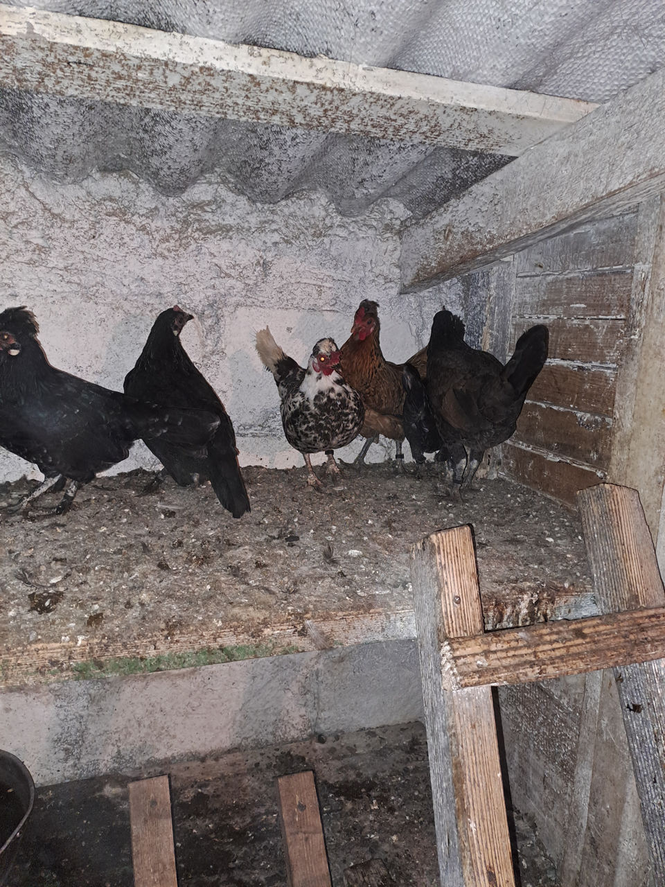 Gaini si cocosi pitici