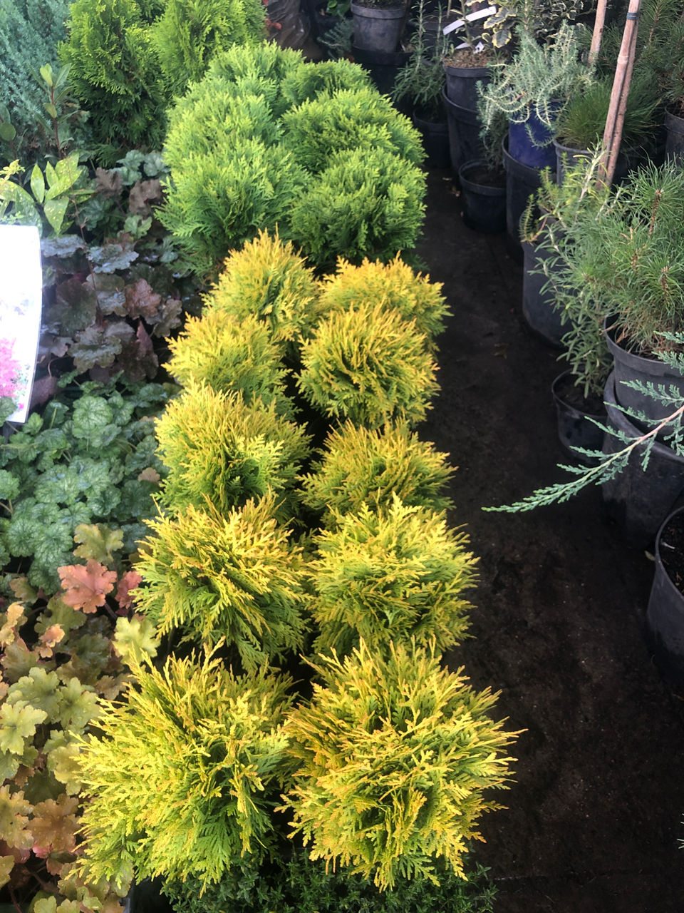 Thuja Smaragd 50 60 Cm 70 Lei Moldovenesti Facem Livrare