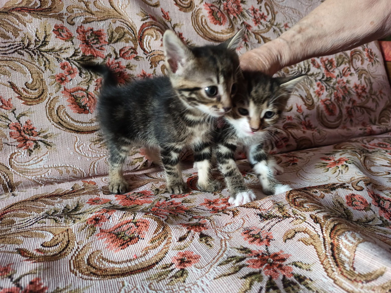 Отдам котят в хорошие руки. Две игривые девочки.