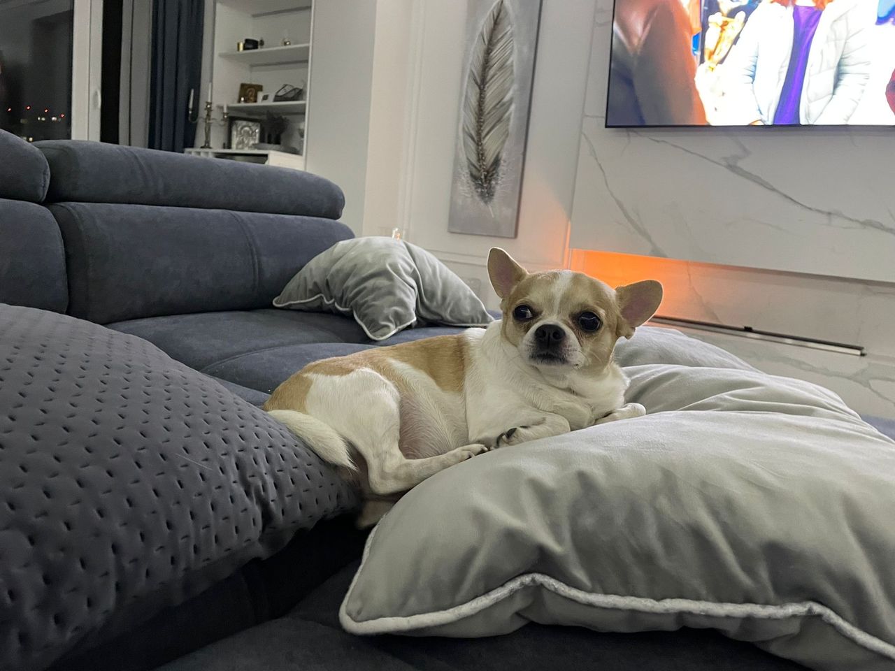 Imperechere Chihuahua