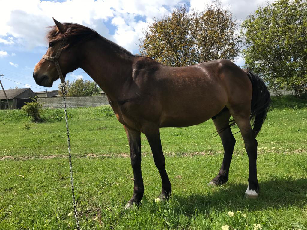 Cal si Iapa de vinzare