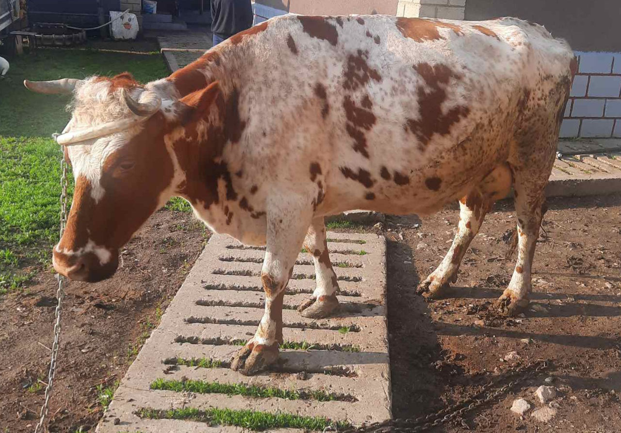 Se vinde Vaca si Vitica