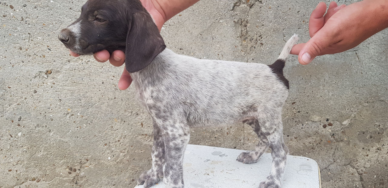 Cîine de vînătoarea rasa brac german