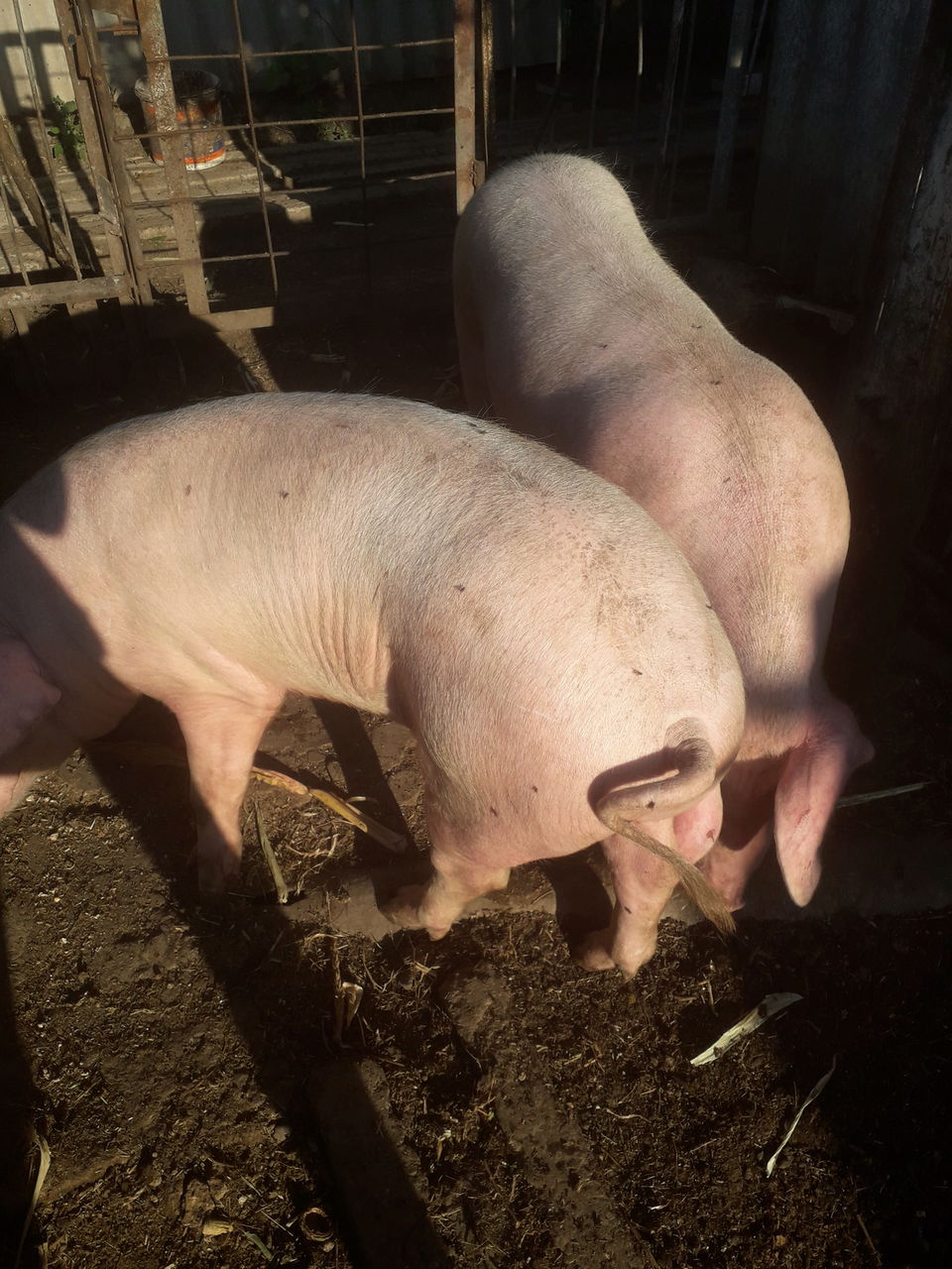 Vindem doi porci frumosi si sanatosi.