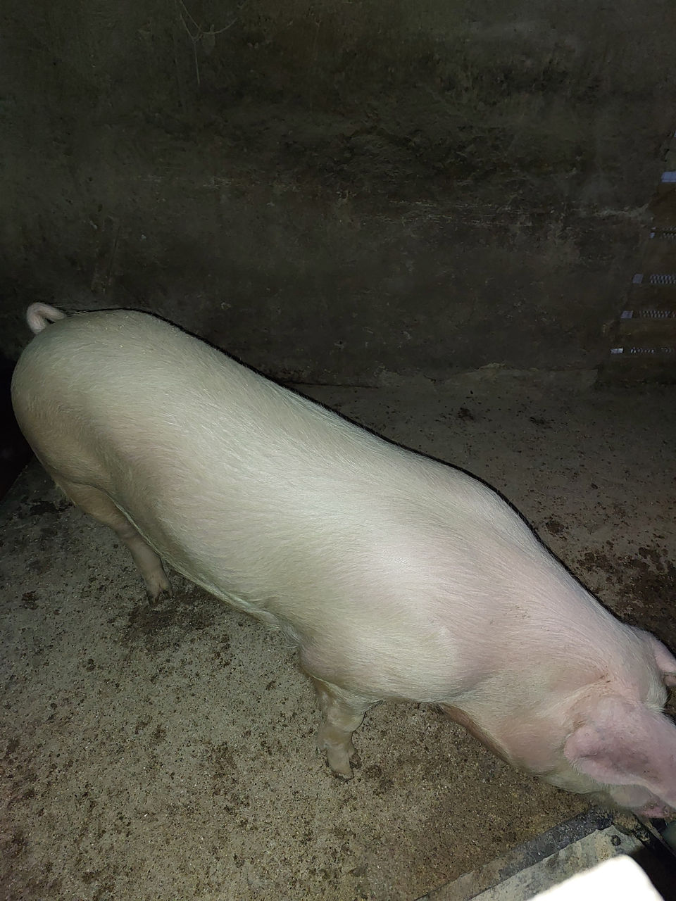 Vînd porc de tăiat!