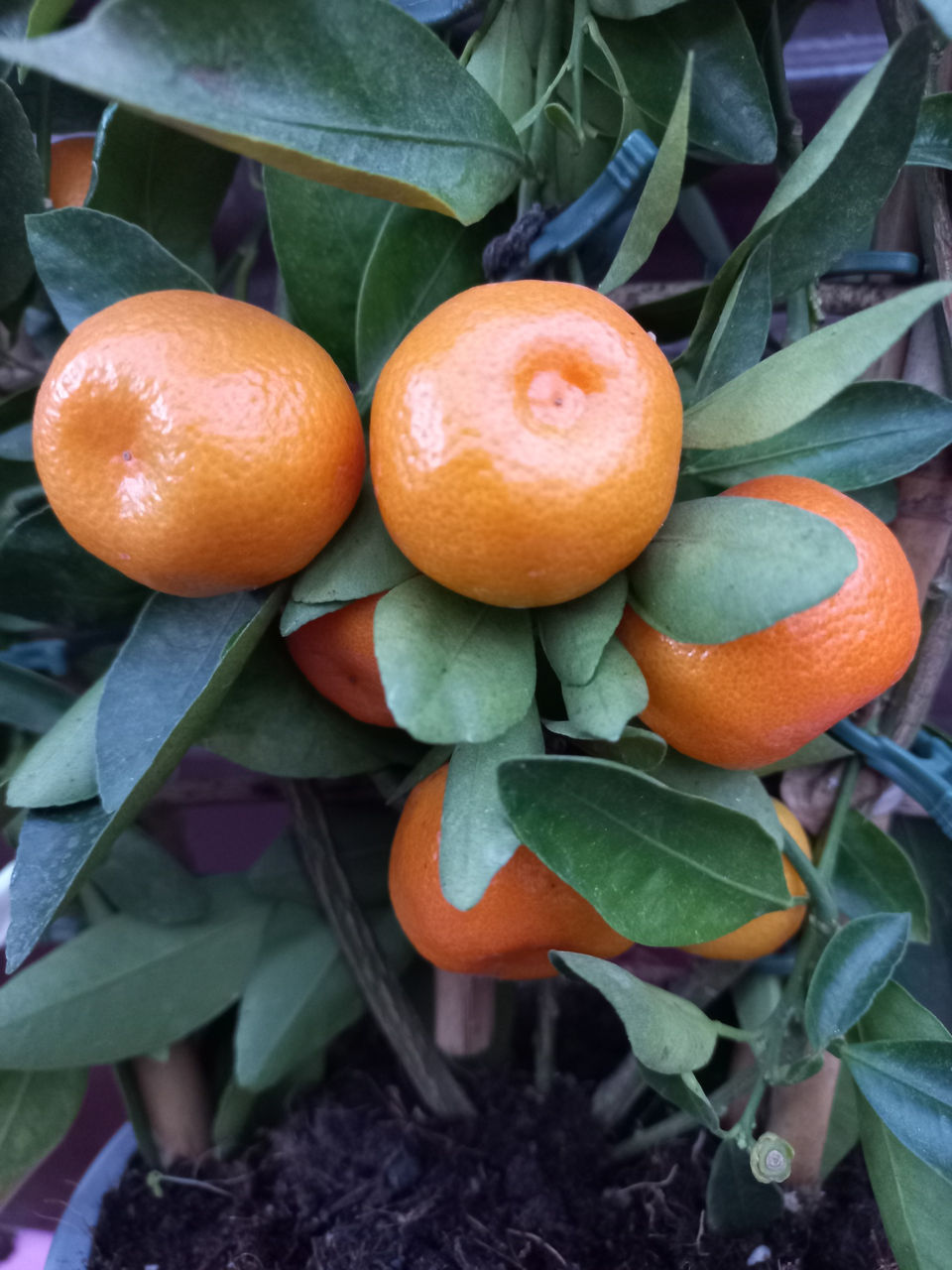 Citricii în vazon: frumusețe și aromă în casa ta