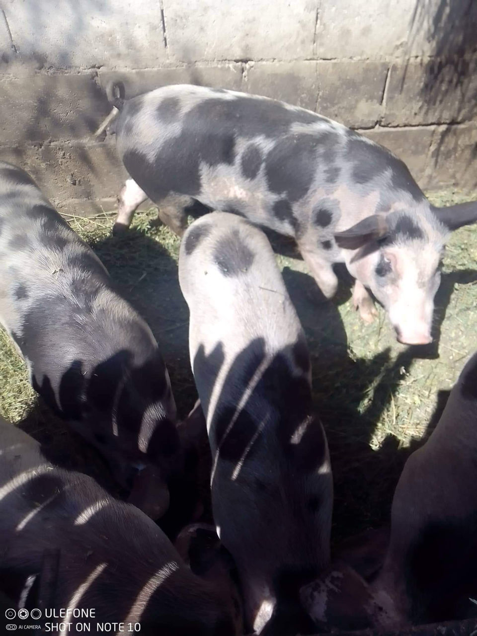 Vind purcei de 30-40 kg