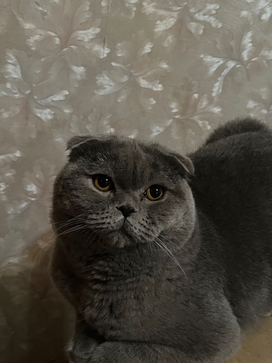 Vând motan Scottish-Fold