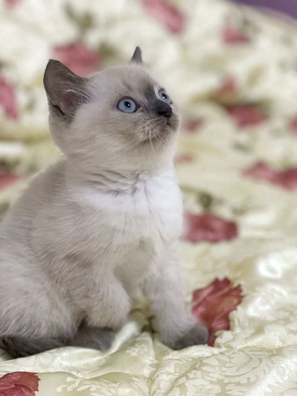 Scottish Blu-Point Show Class