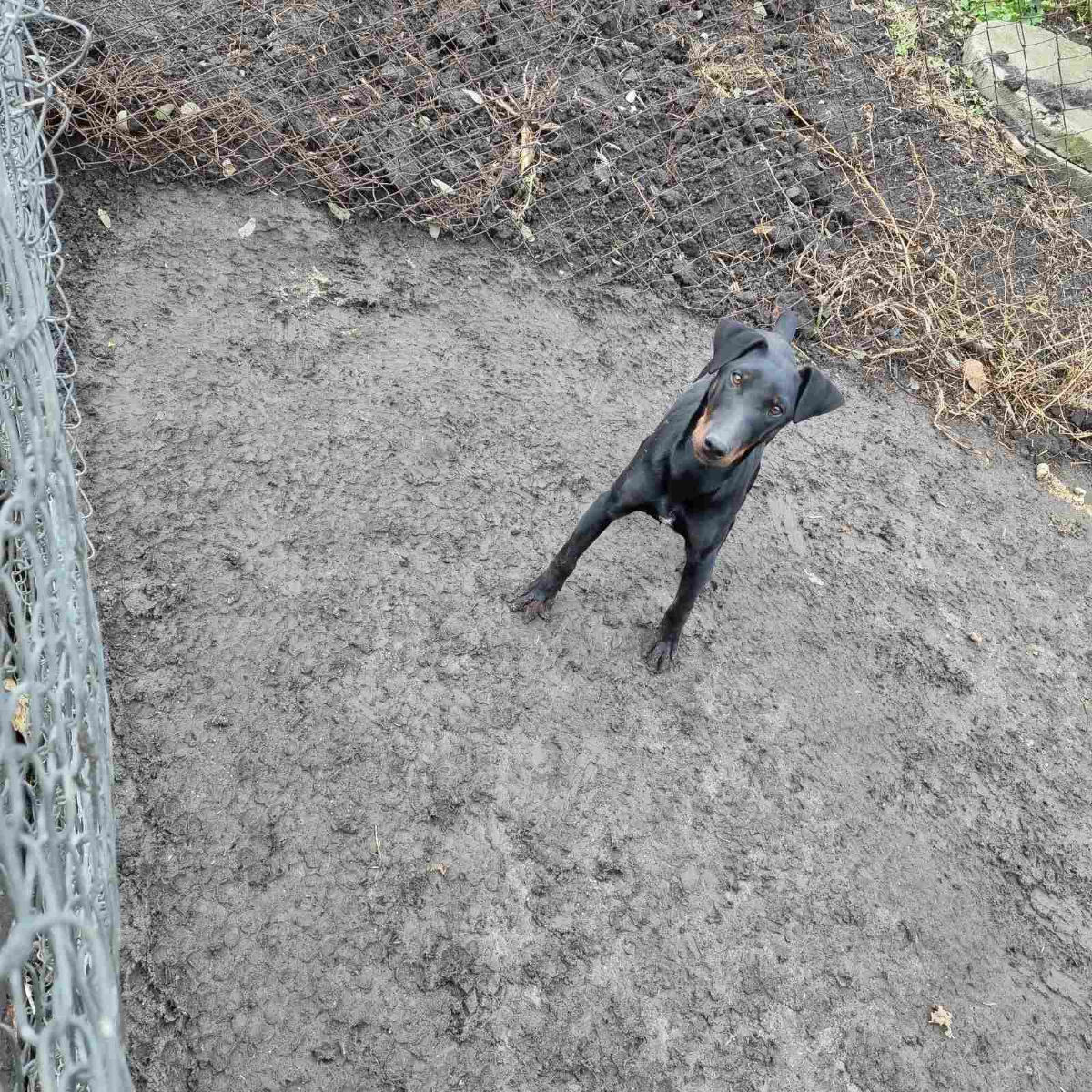 Se vinde cine ehcterieri foarte activ