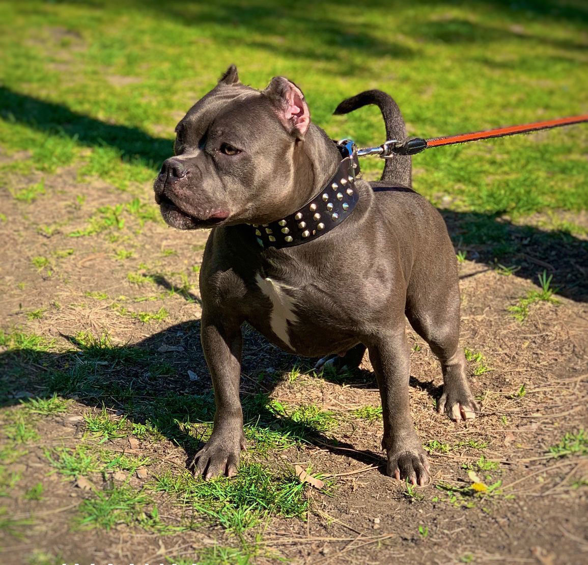 American Bully ABKC