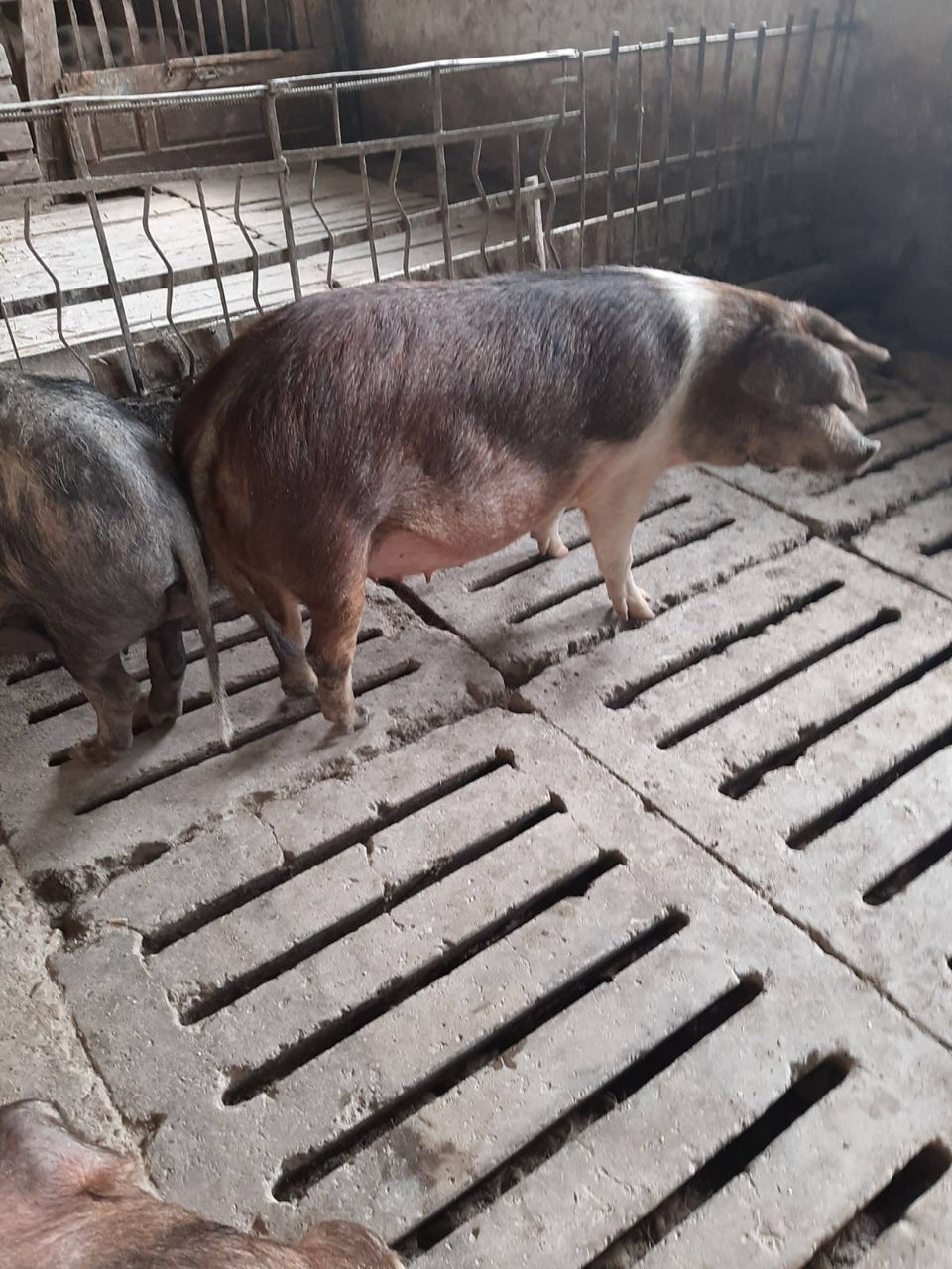 Vind scroafe a fata.