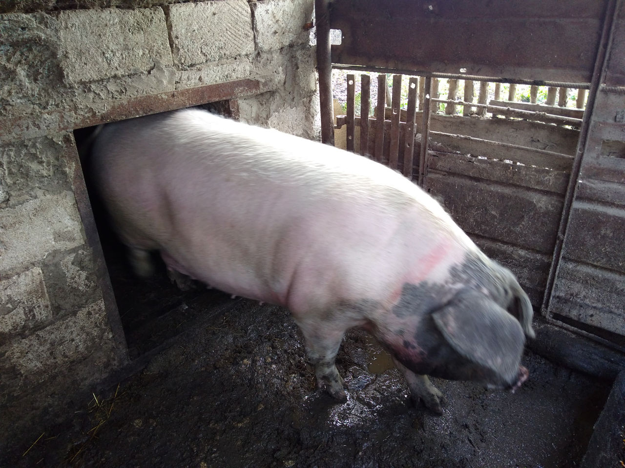 Porc mare, hranit natural (peste 200 KG)