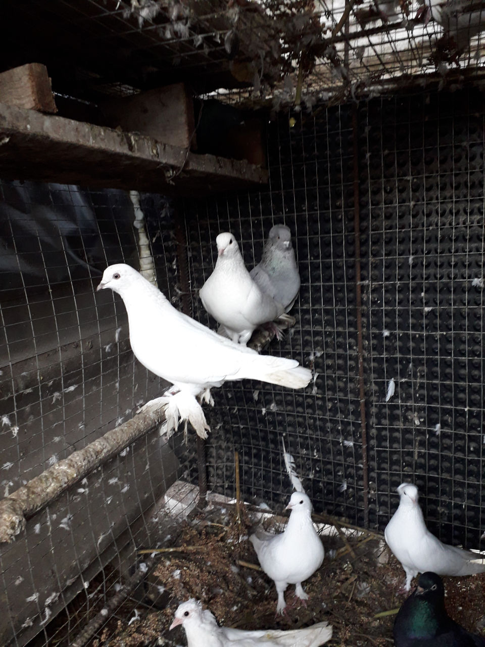 Chingi bachini pavlini