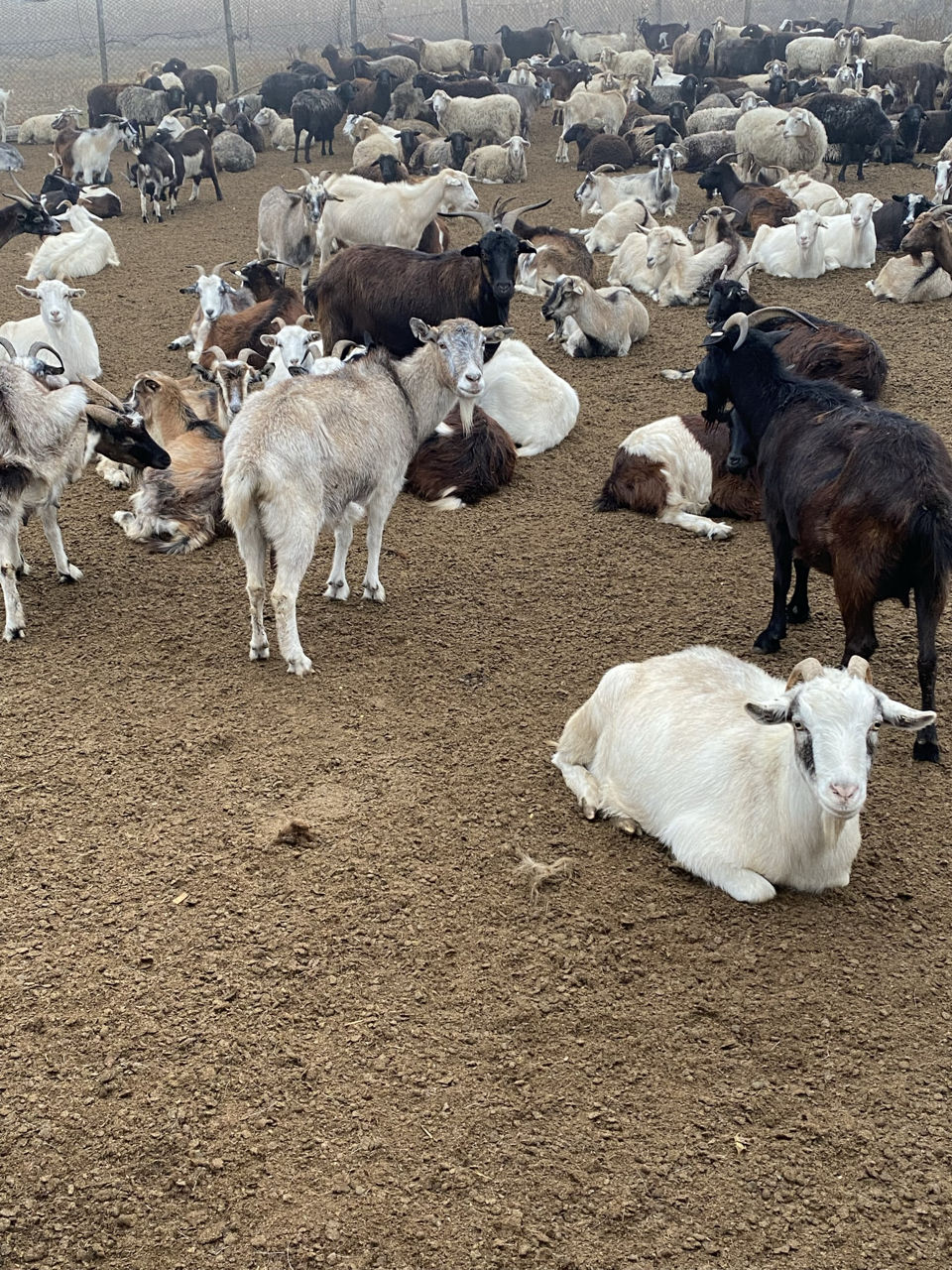 Vind 25 de capre bune lapte