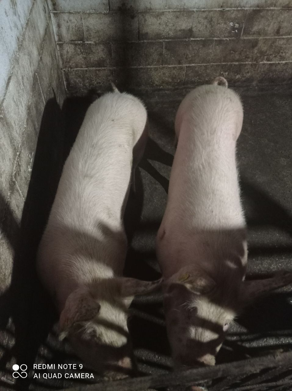 Продам свиней
