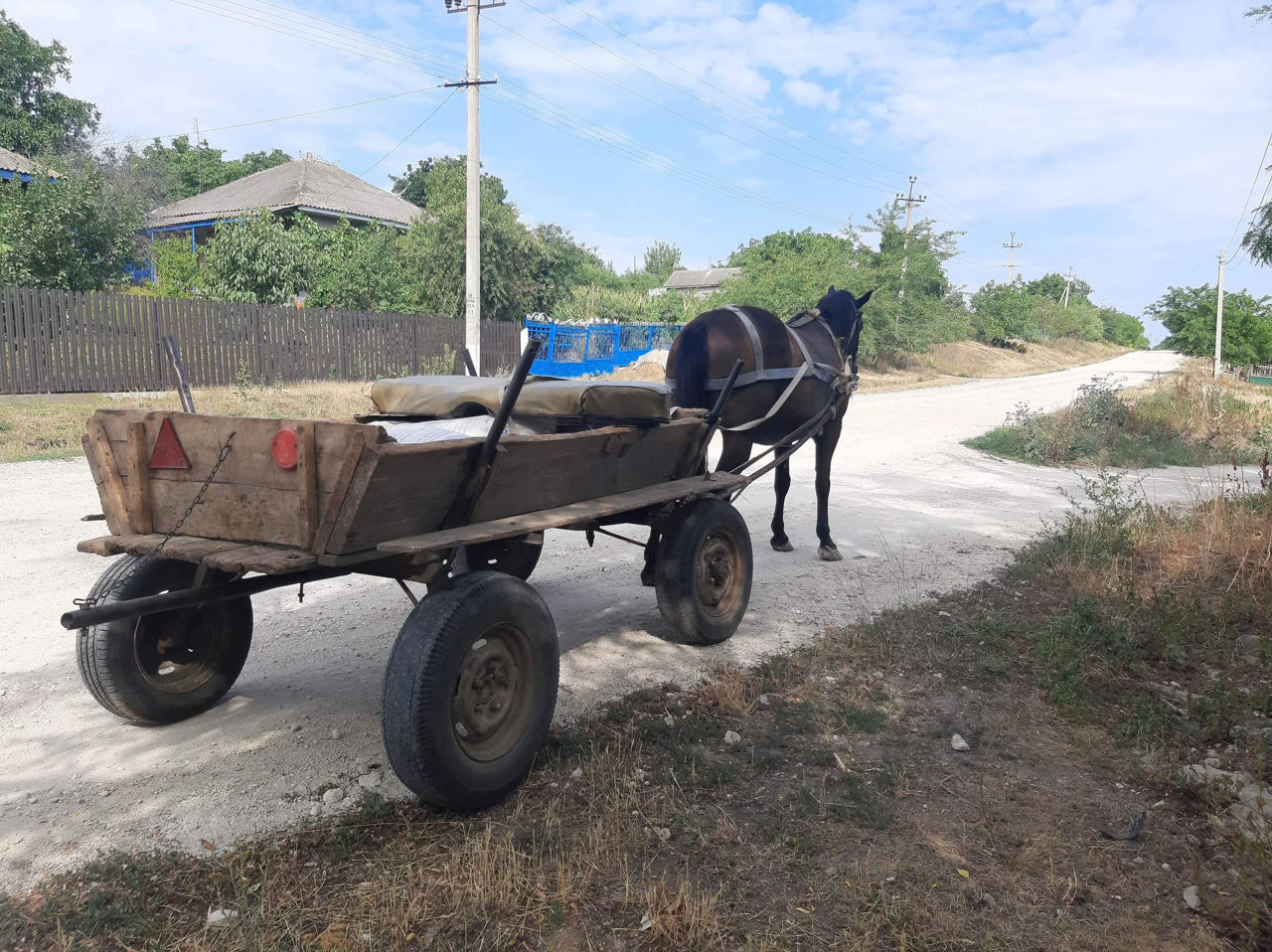 Vind cal cu căruță