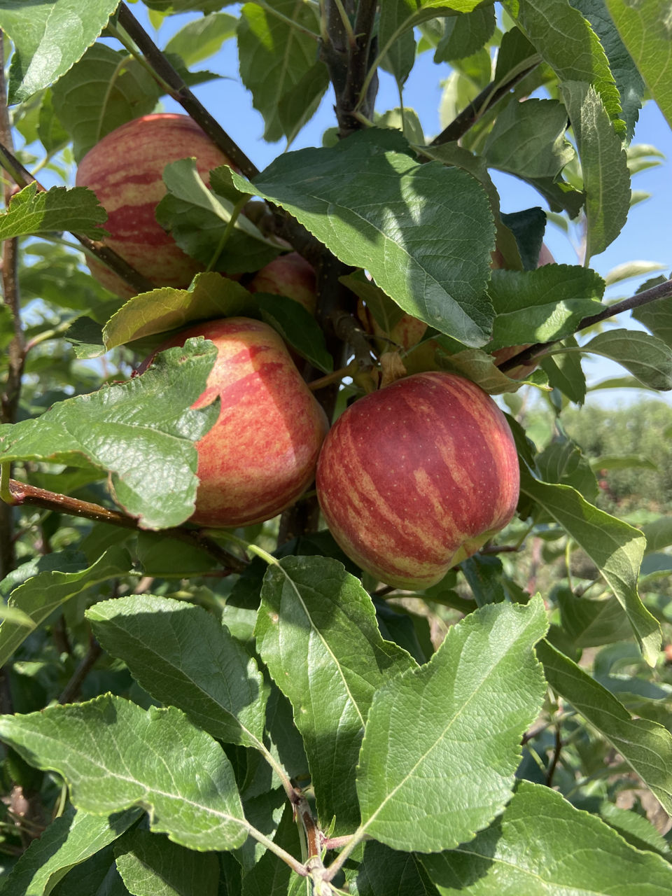 Vindem mere Gala Buckeye si Gala Must