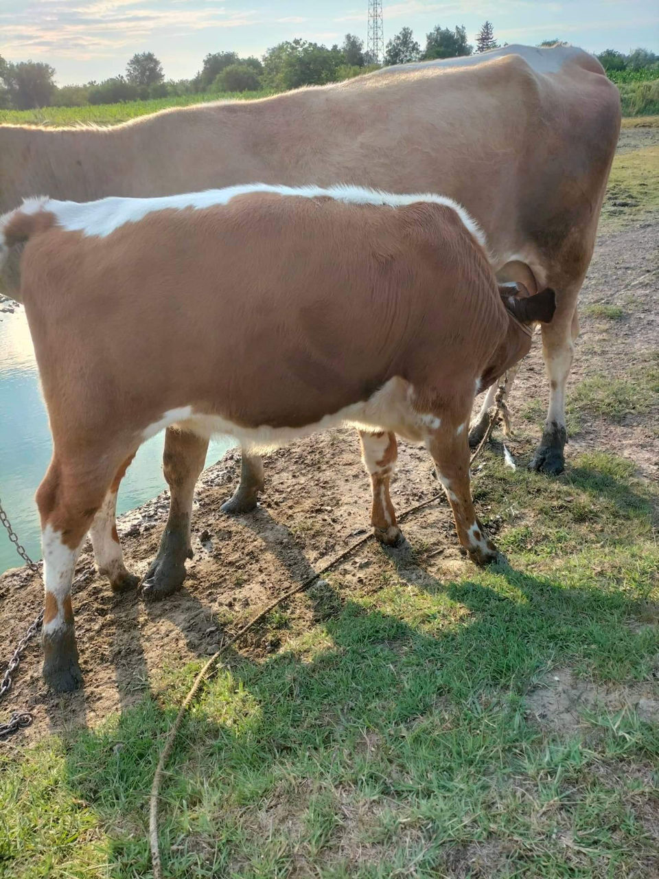 Vind vaca si vitica!