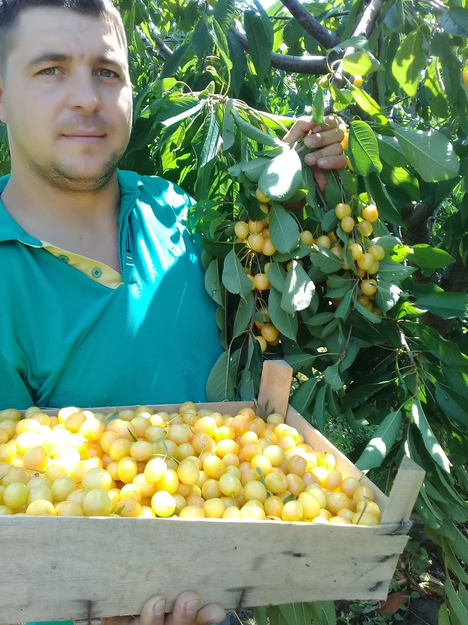 Pomi fructiferi migdal