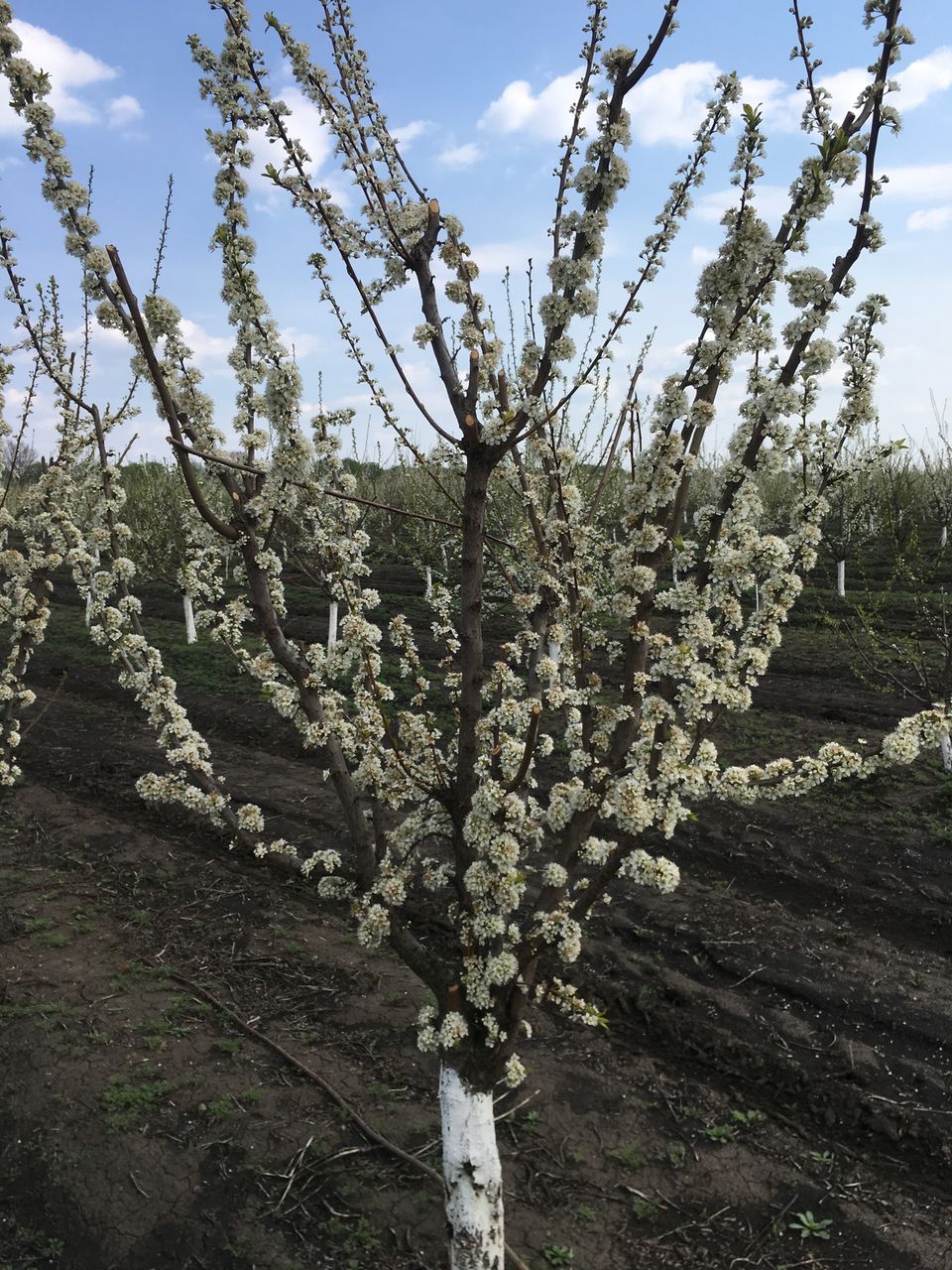 Livada de prun Black Star/Diamond