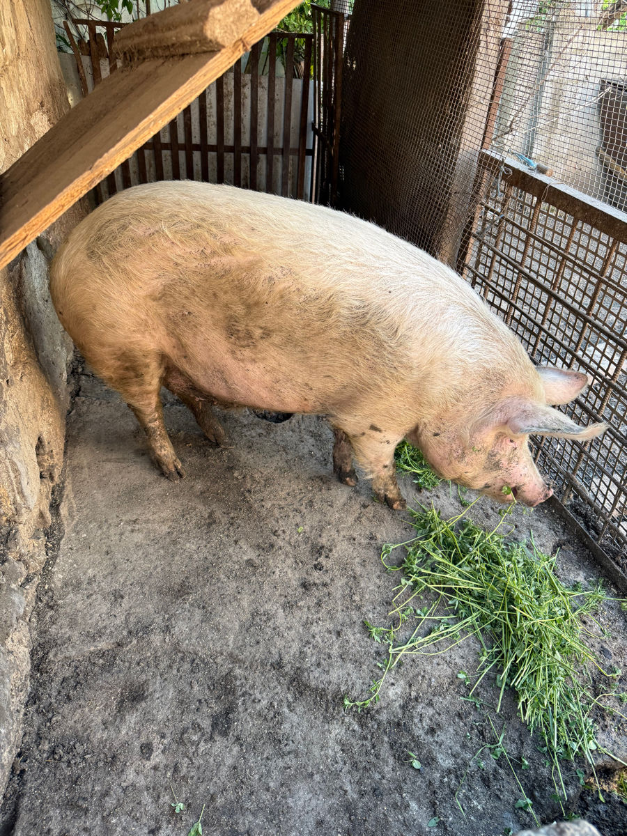 Porc, свинья, porci de casa