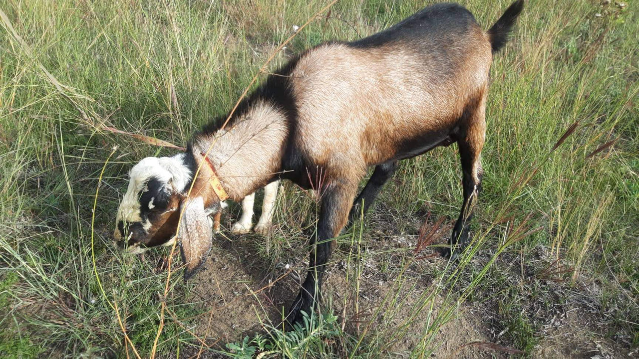 Vînd două capre bune de lapte