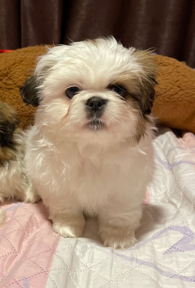 Se vinde , pechinez băiețel