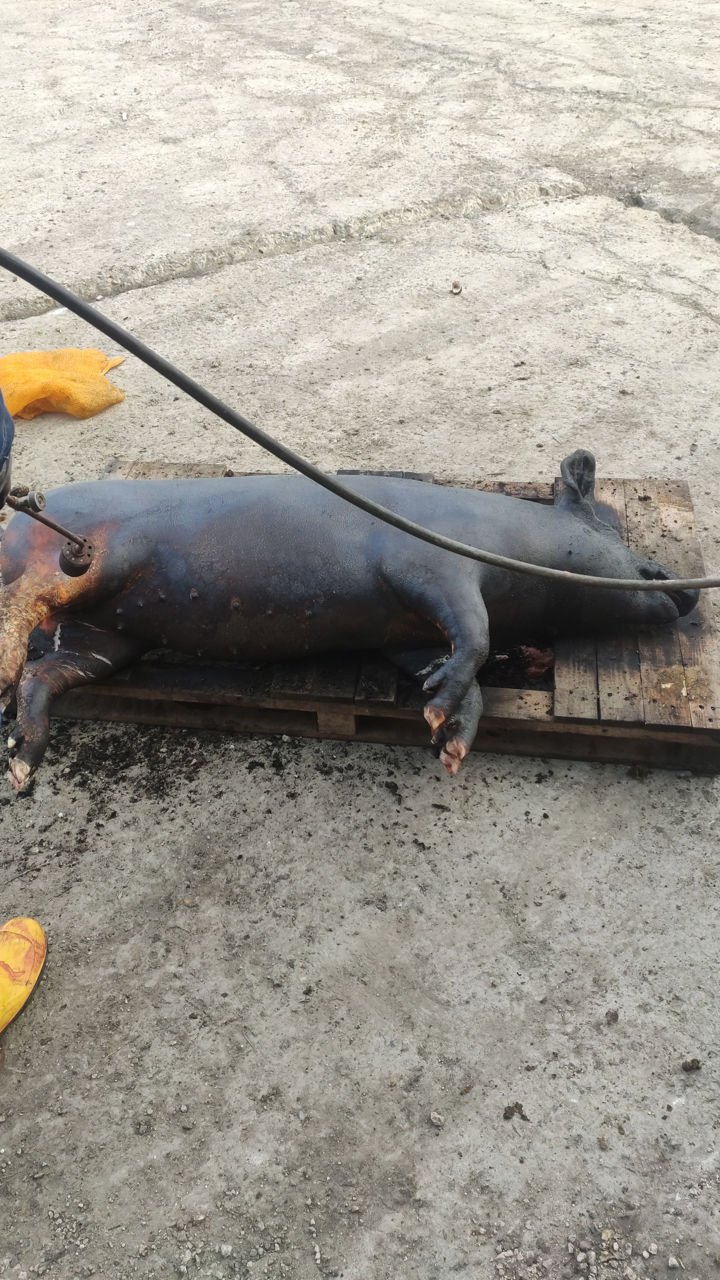 Vînd porci Strasani