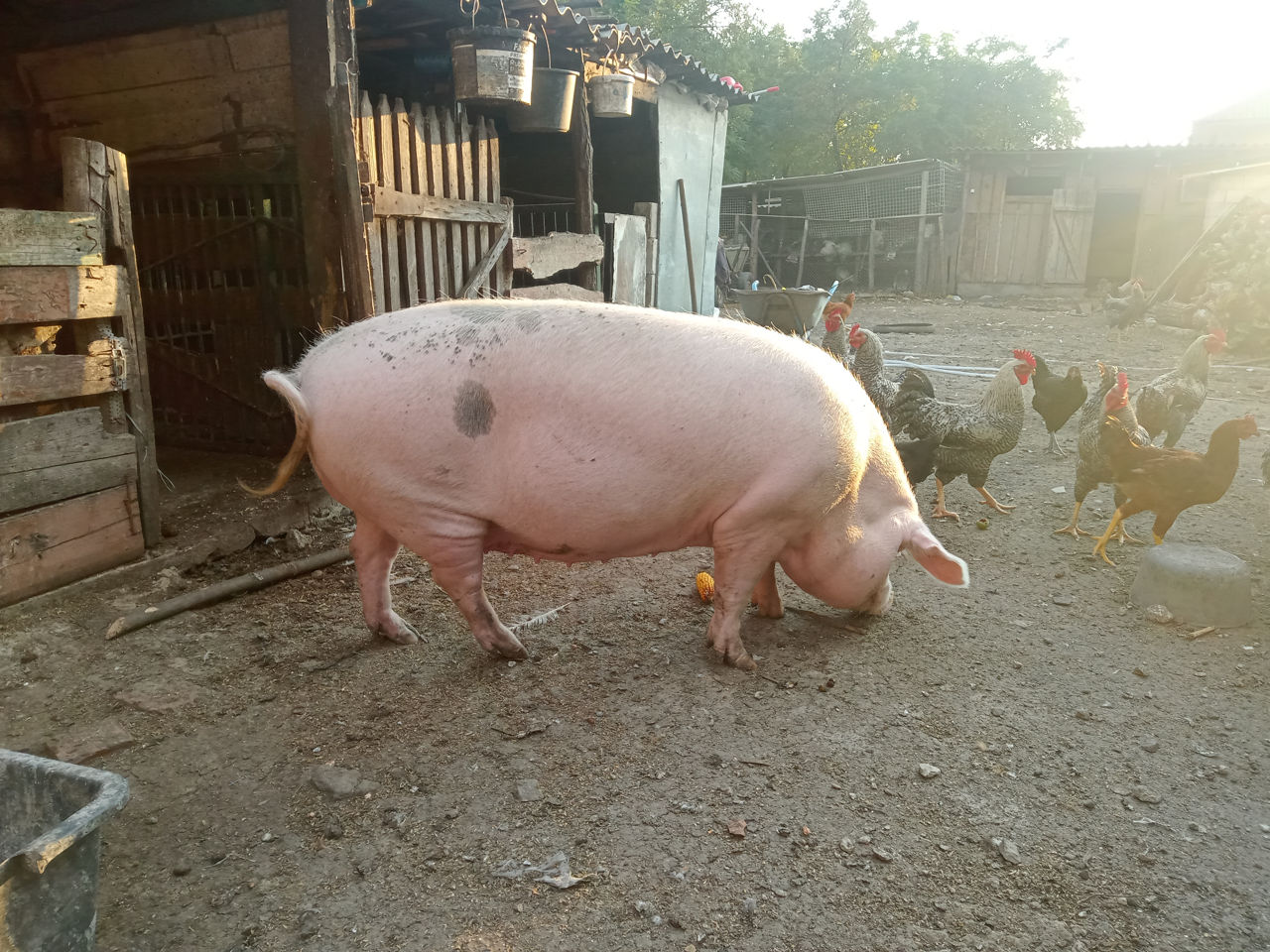 Vind porc de casa crescut in conditii de casa. Cintareste in jur la 160 ...