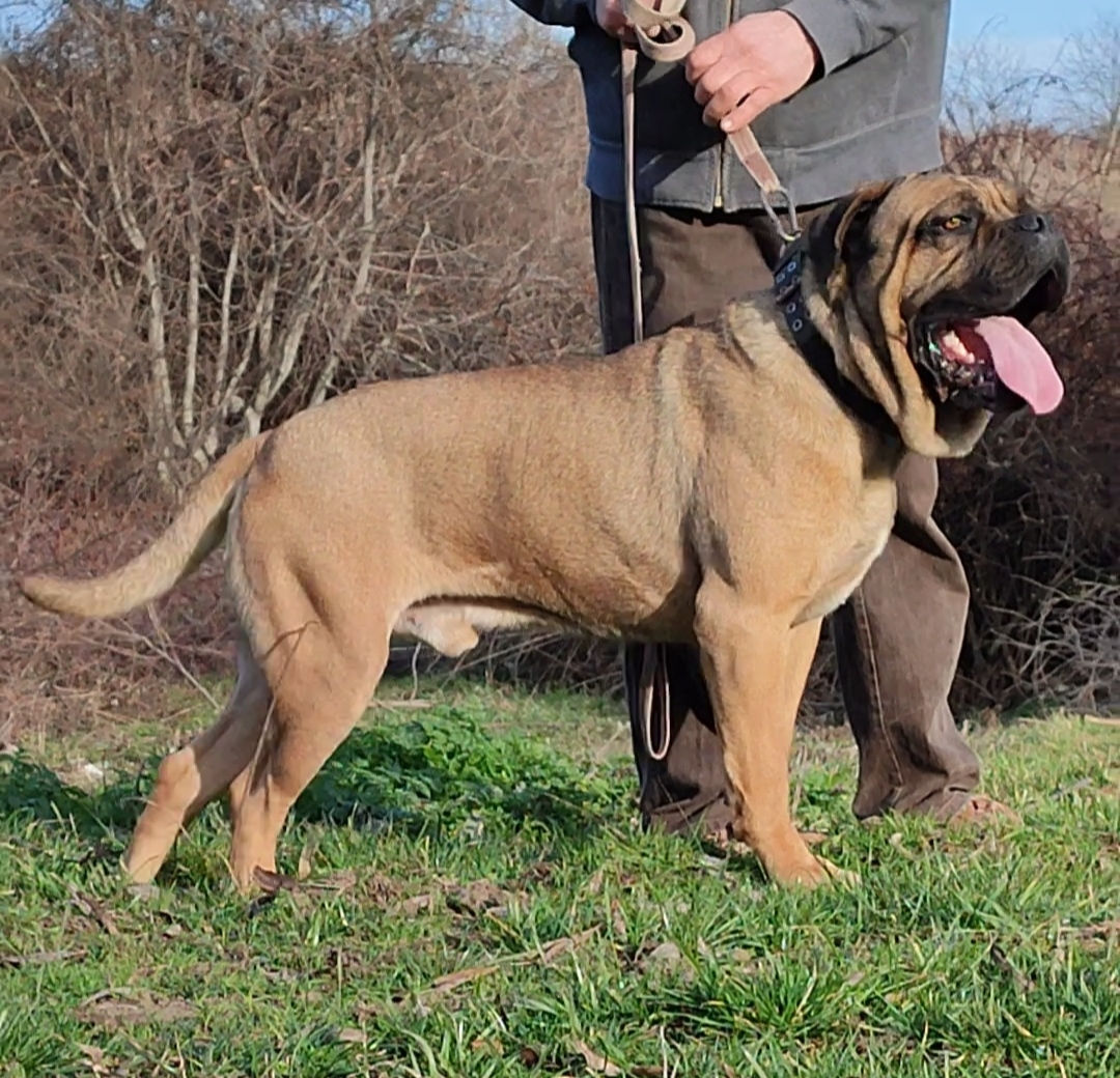 Cane Corso