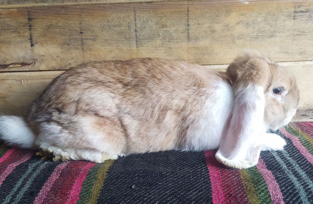 Iepuri berbec german