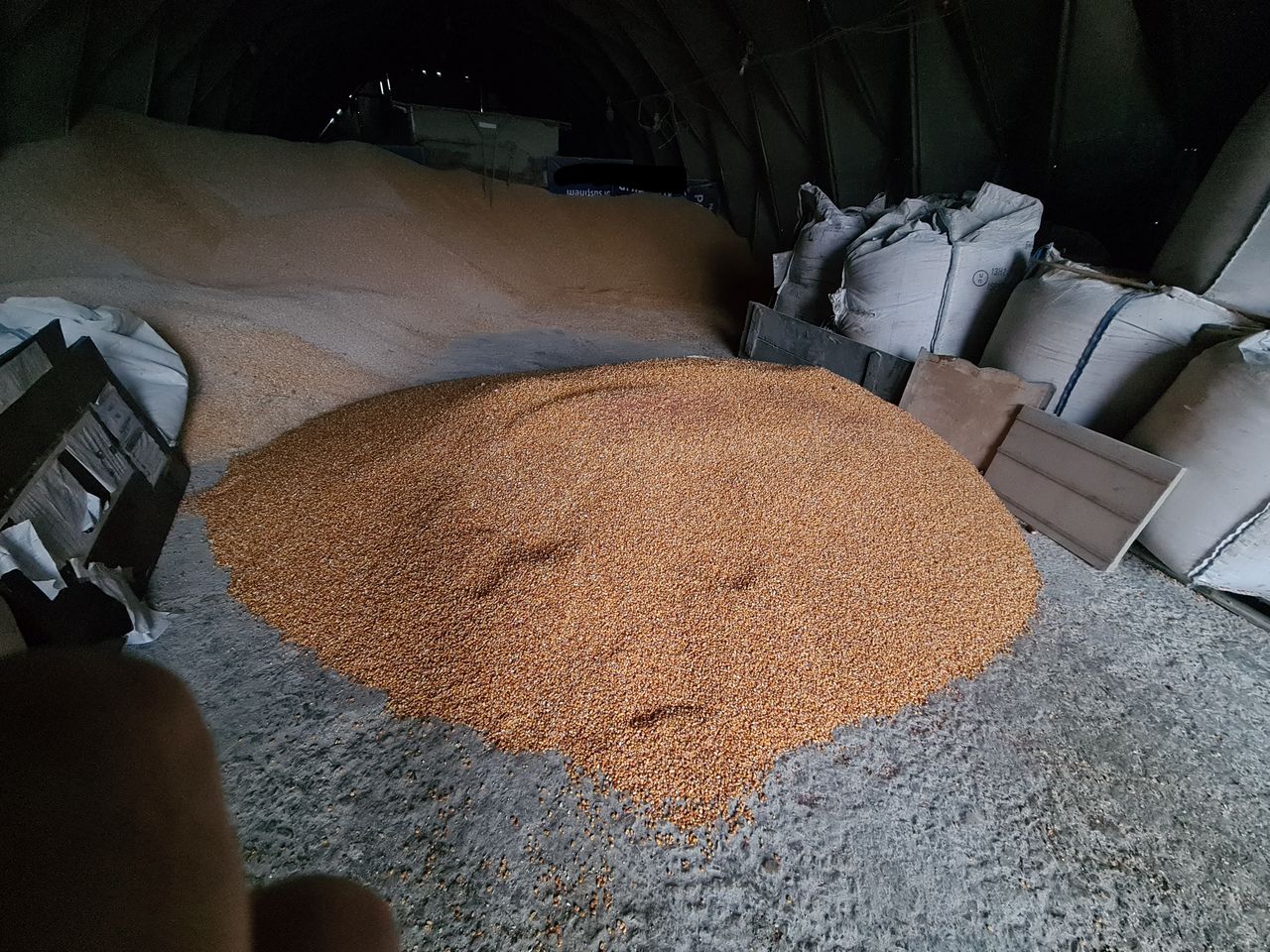 Porumb uscat, Peresecina