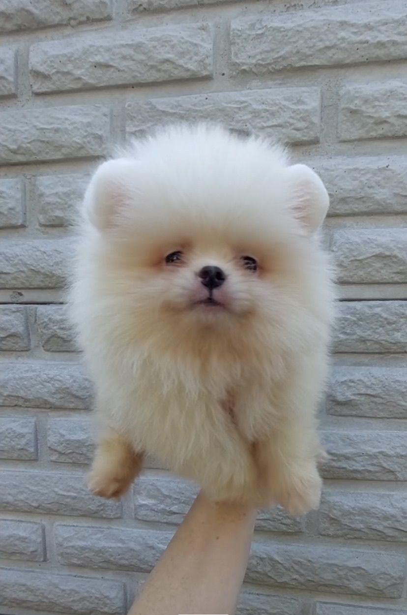 Spit Pomeranian