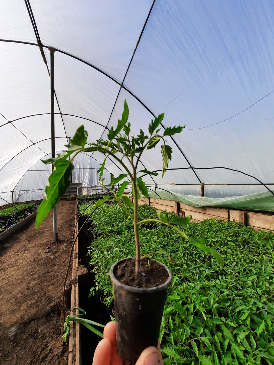 Vind rasad de rosii :Tolstoi,Inima Boului, Leana Roz,Siiana.