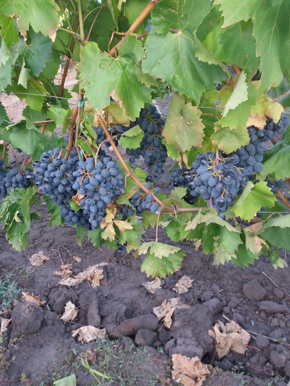 Se vinde poama alba suruceni, poama moldova