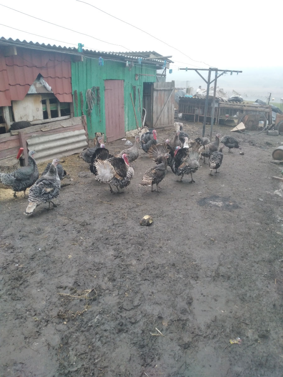 Vind curci si curcani de saminta