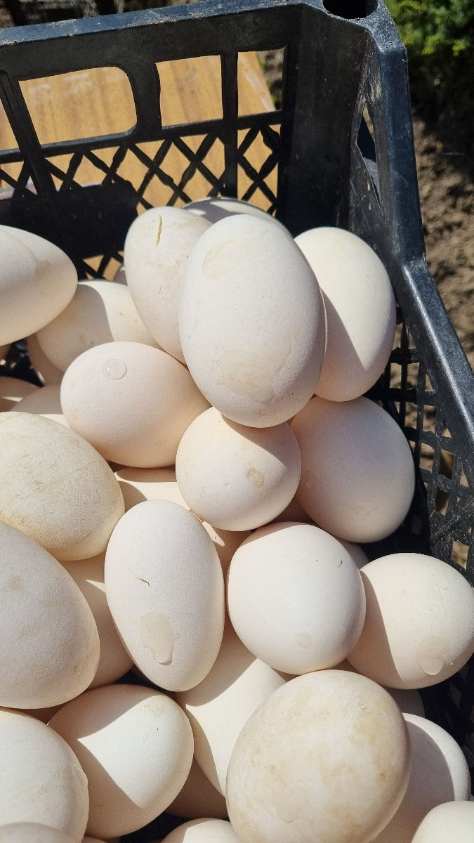 Gisti 350 Rata 250 Carne 100kg Oua de gisca pentru incubator 10 lei buc ...