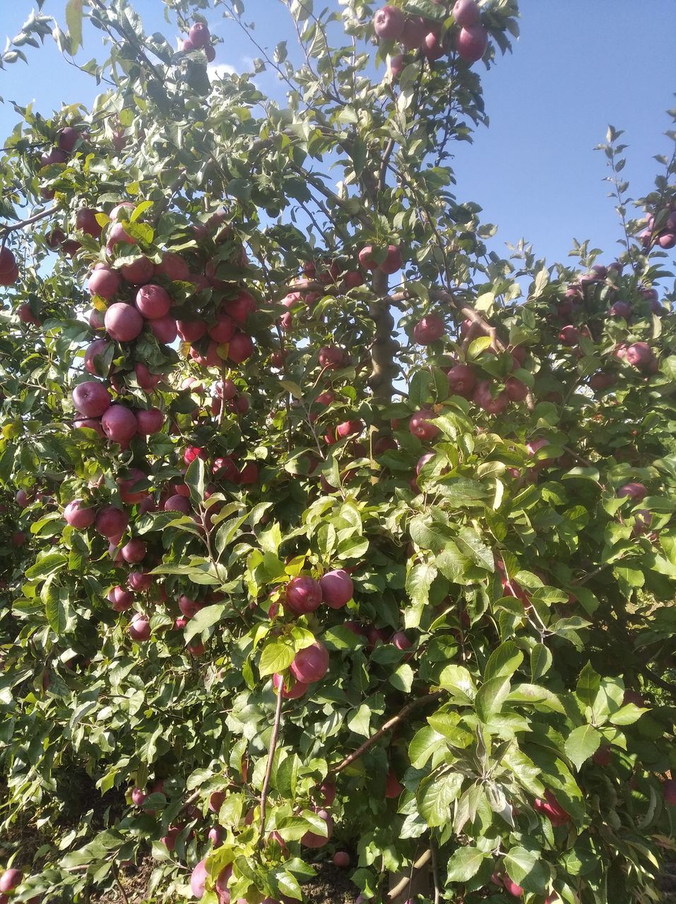 Mere Florina Idared Golden