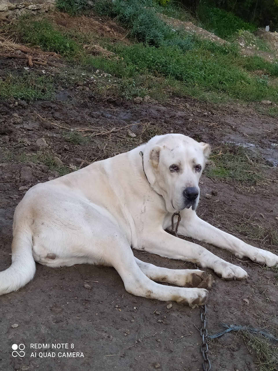 Femelă este în călduri vînd