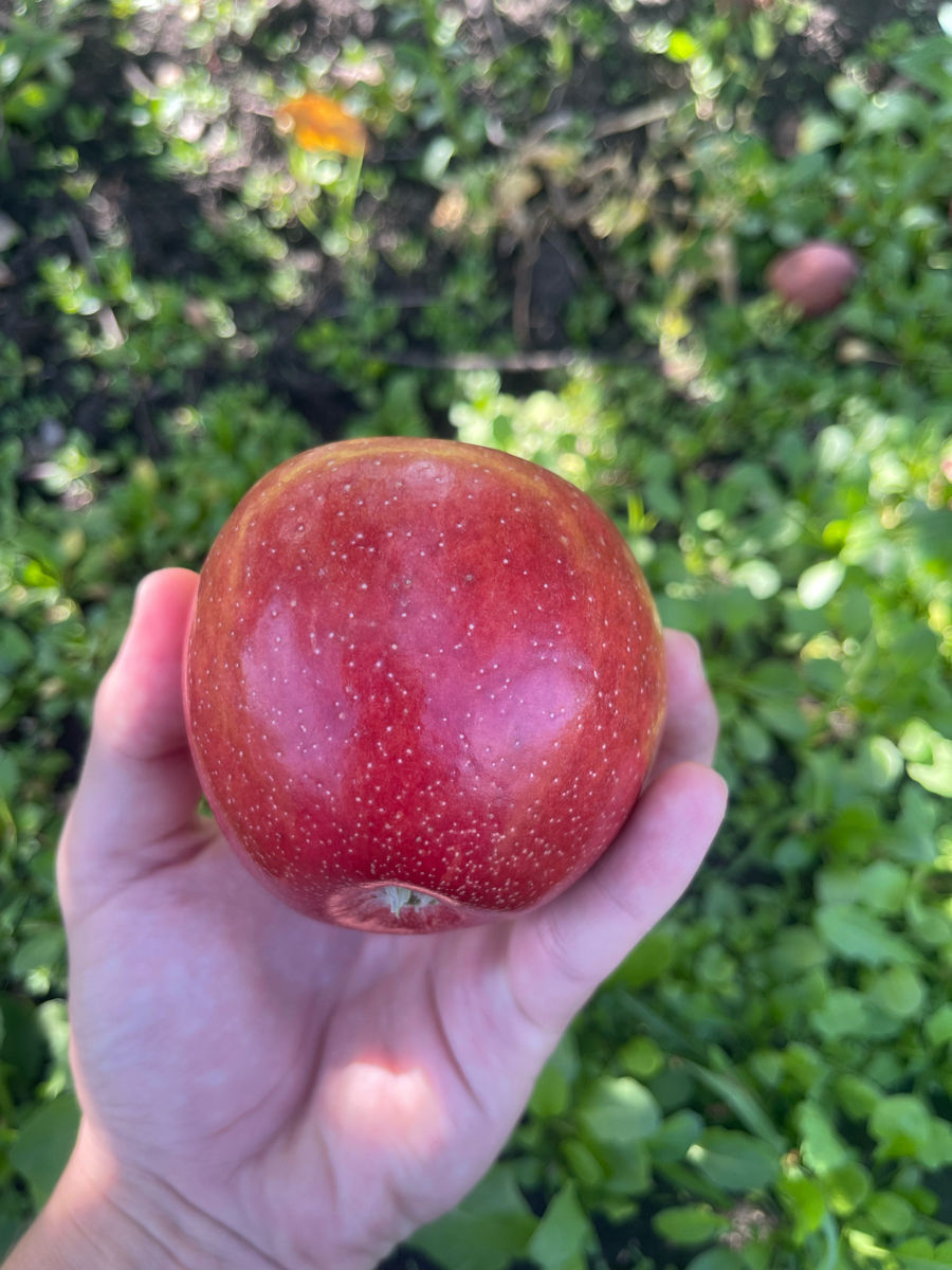 Mere fuji aztec, gala, mariri red